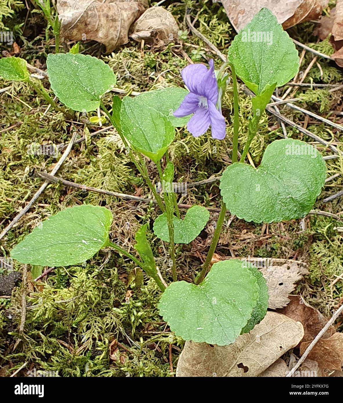 common dog-violet (Viola riviniana Stock Photo - Alamy