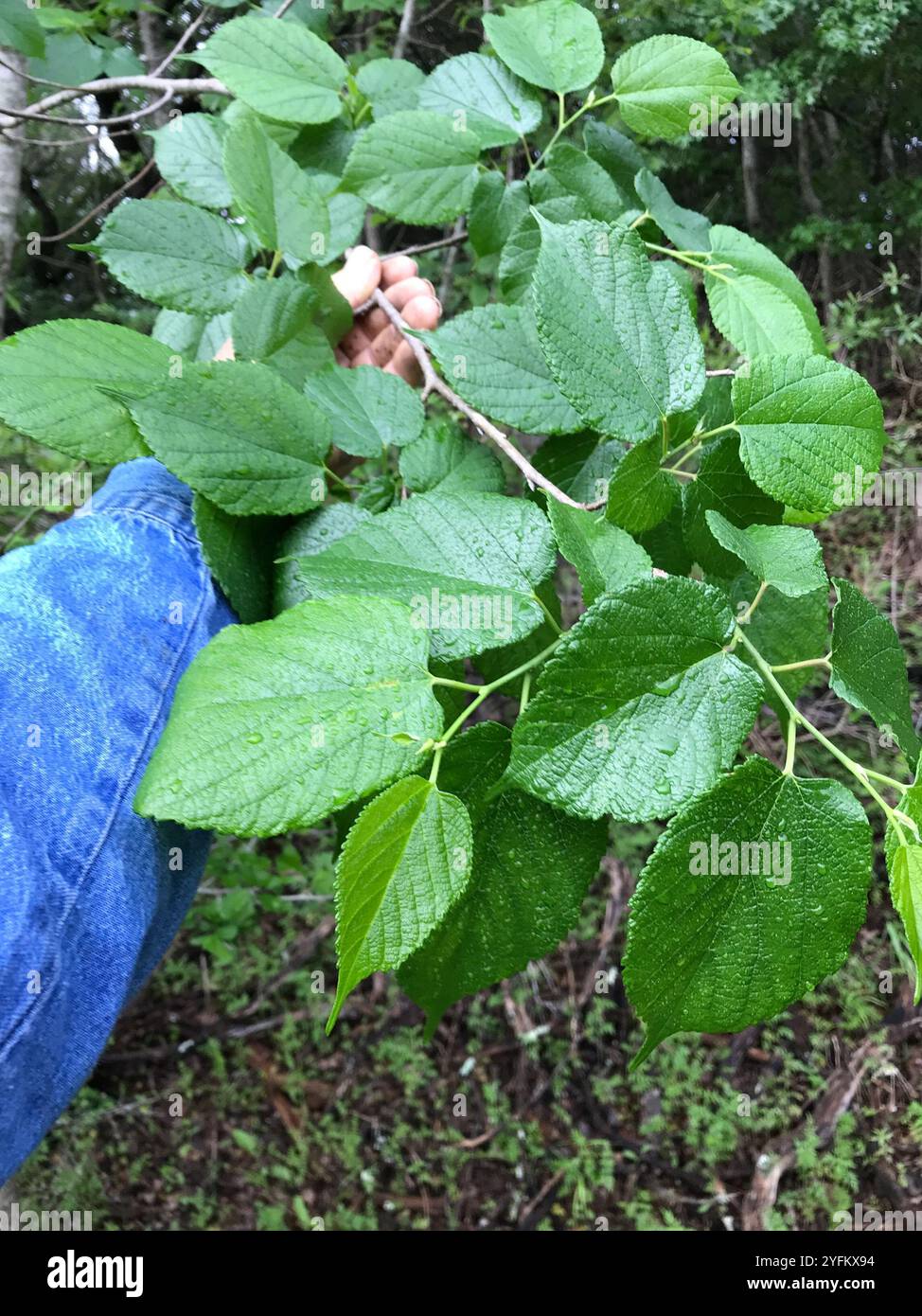 red mulberry (Morus rubra Stock Photo - Alamy