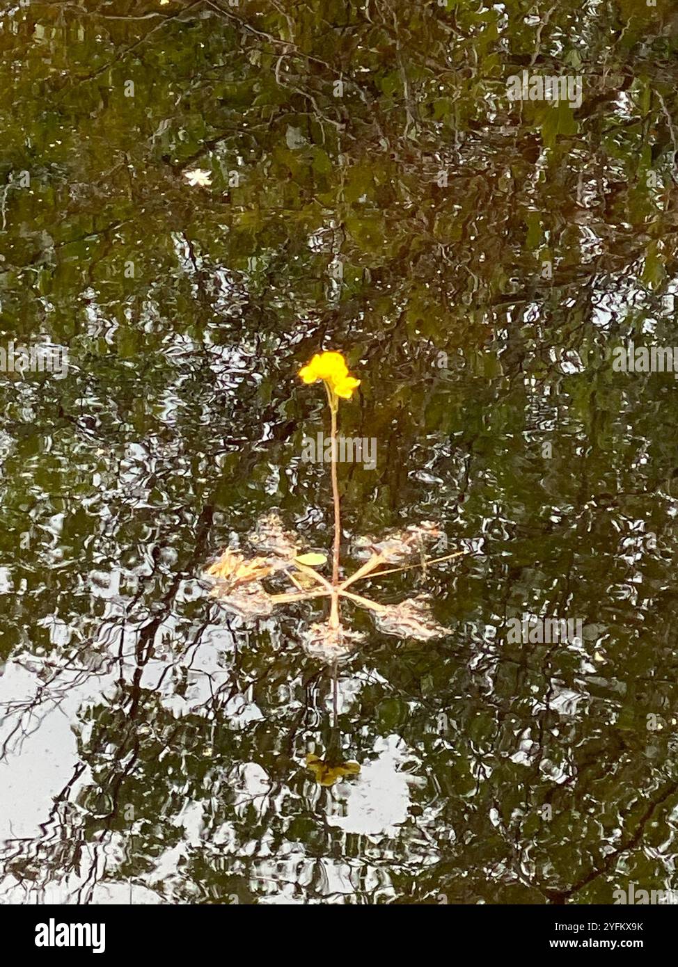 Small Swollen Bladderwort (Utricularia radiata Stock Photo - Alamy