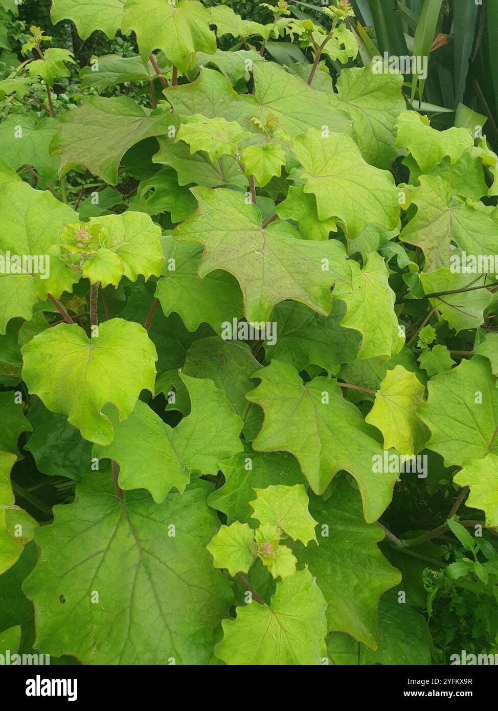 velvet groundsel (Roldana petasitis Stock Photo - Alamy