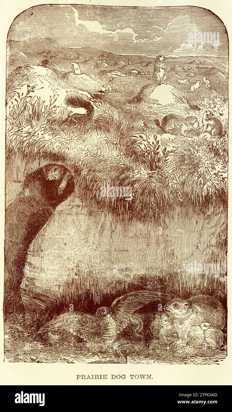 Illustrate cross sections hi-res stock photography and images - Alamy