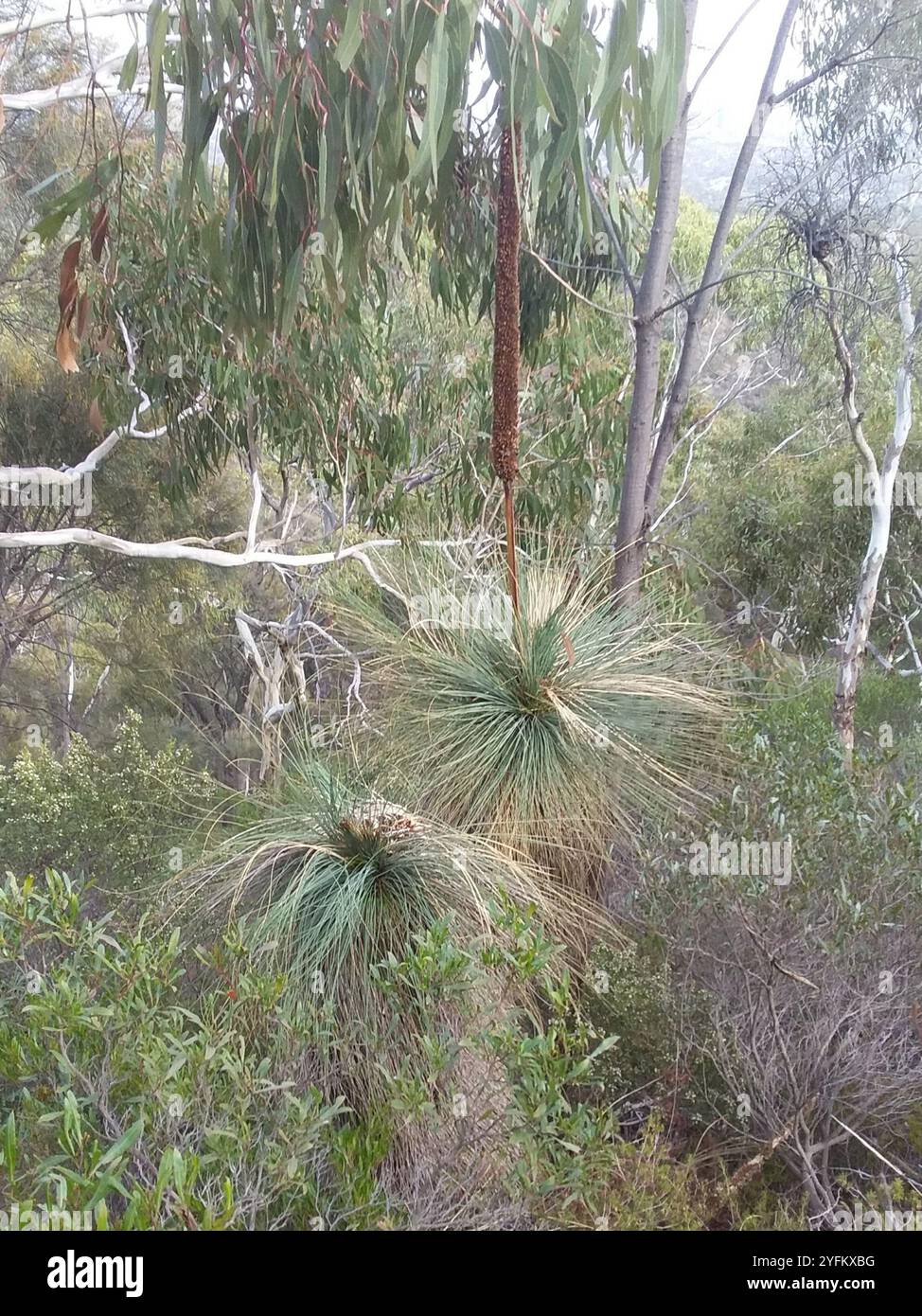 Yacka (Xanthorrhoea quadrangulata Stock Photo - Alamy