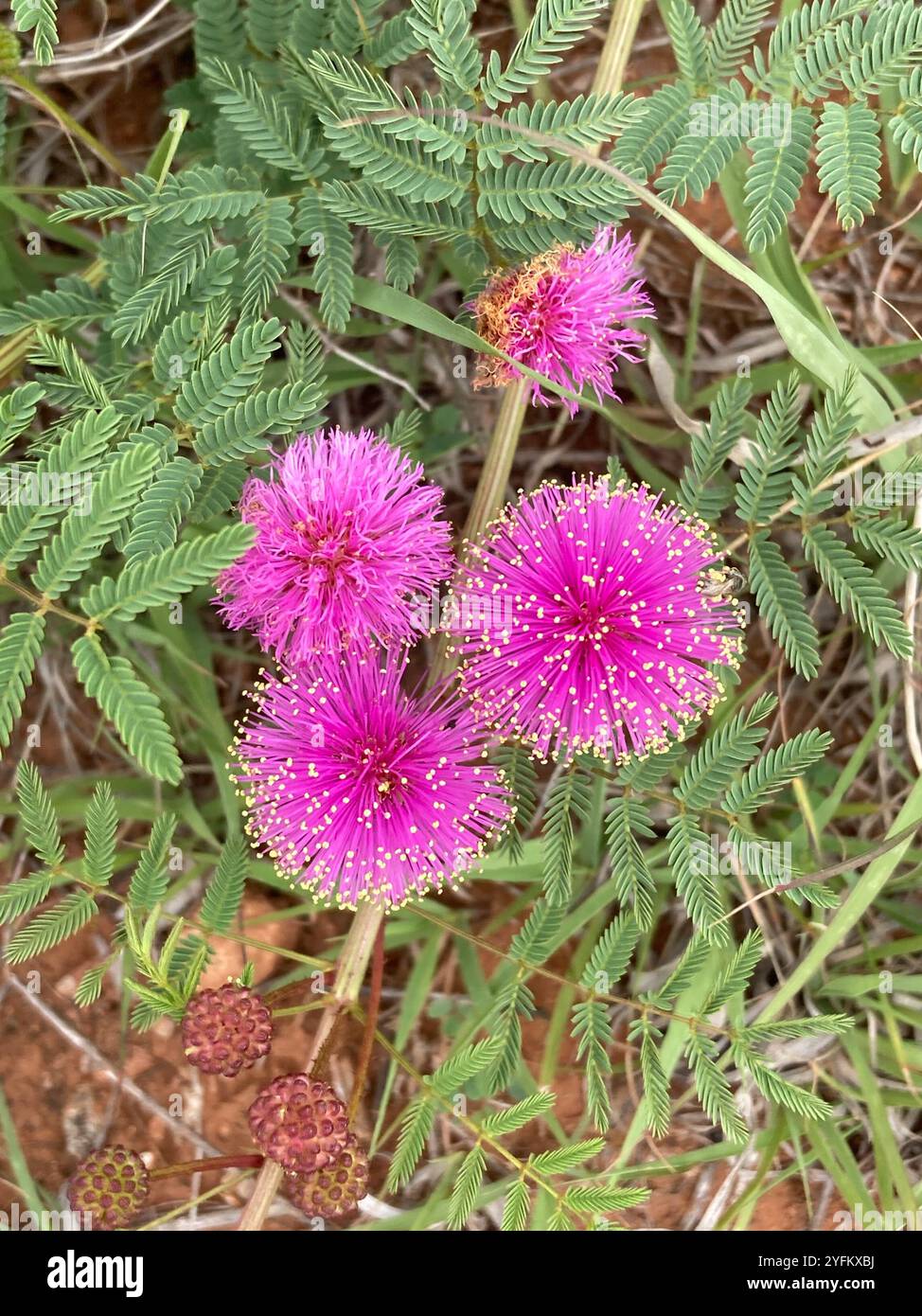 sensitive plants (Mimosa Stock Photo - Alamy