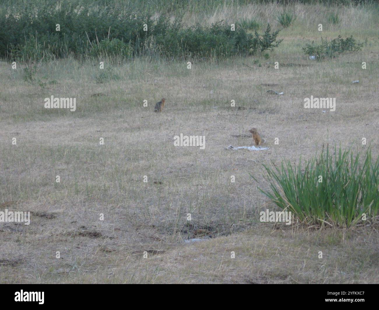 Long-tailed Ground Squirrel (Urocitellus undulatus Stock Photo - Alamy