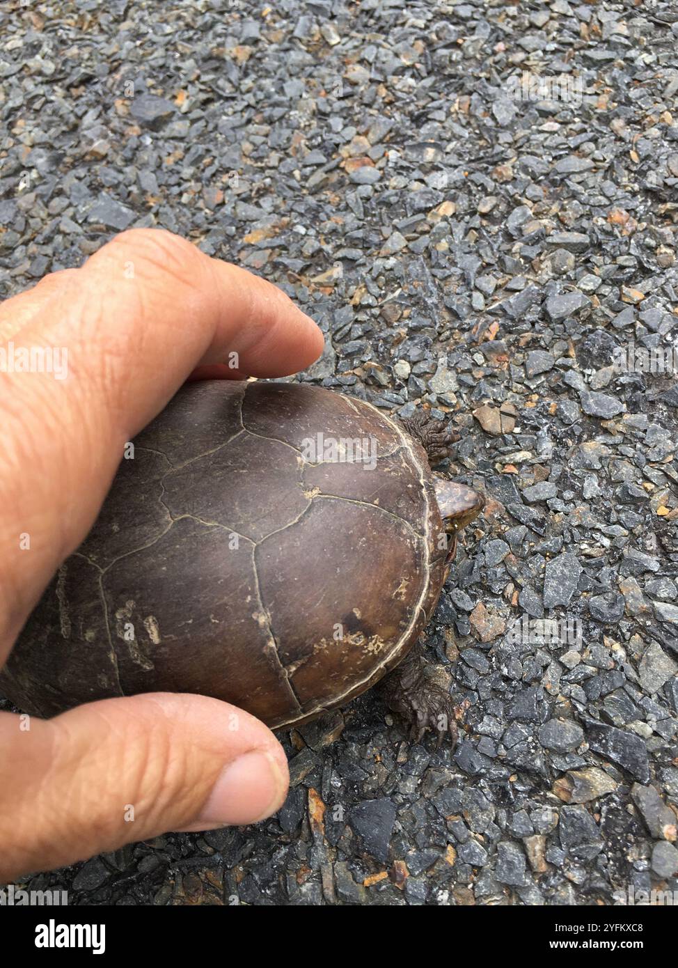 Eastern Mud Turtle (Kinosternon subrubrum Stock Photo - Alamy