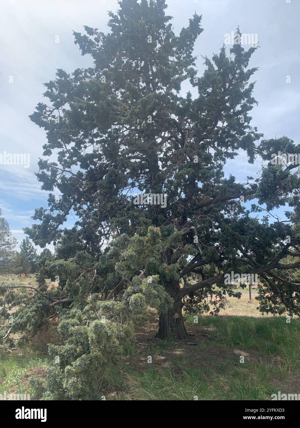 western juniper (Juniperus occidentalis Stock Photo - Alamy