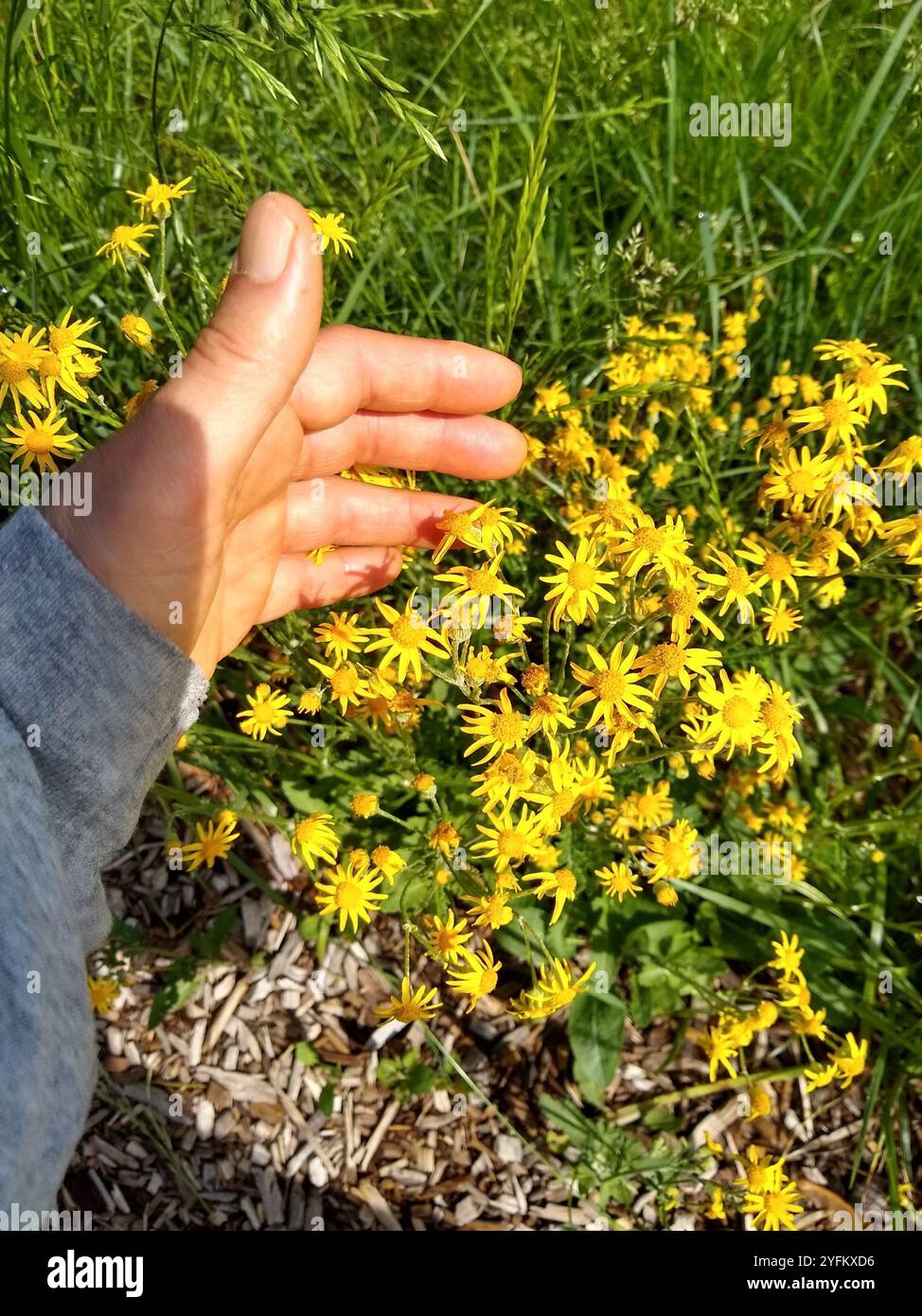 balsam ragwort (Packera paupercula Stock Photo - Alamy