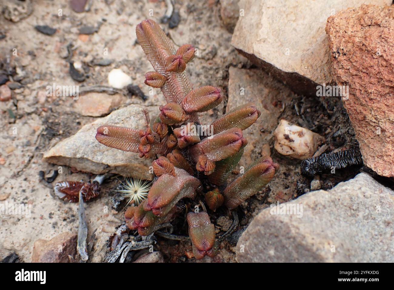 pagoda mini-jade (Crassula pyramidalis Stock Photo - Alamy