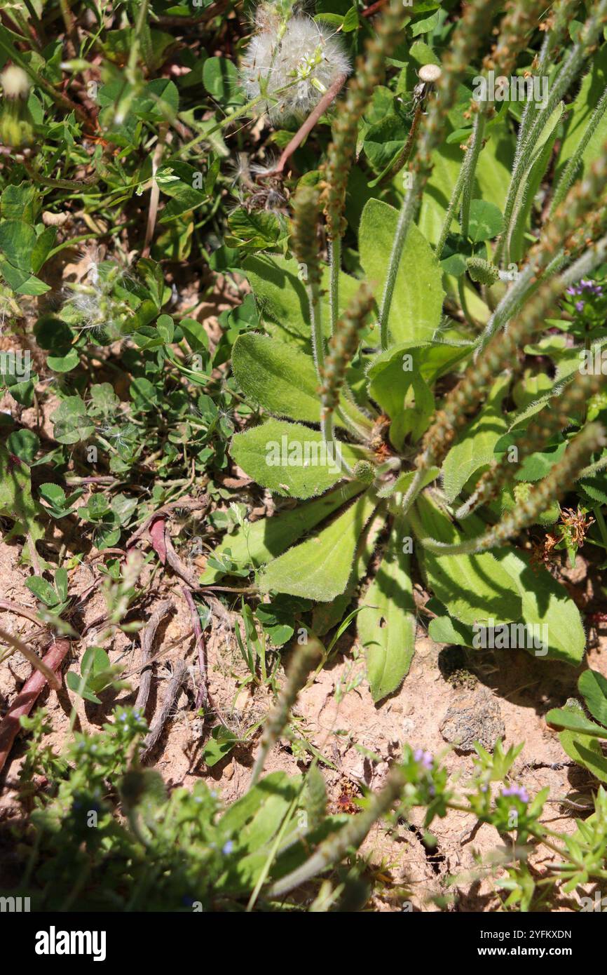 dwarf plantain (Plantago virginica Stock Photo - Alamy