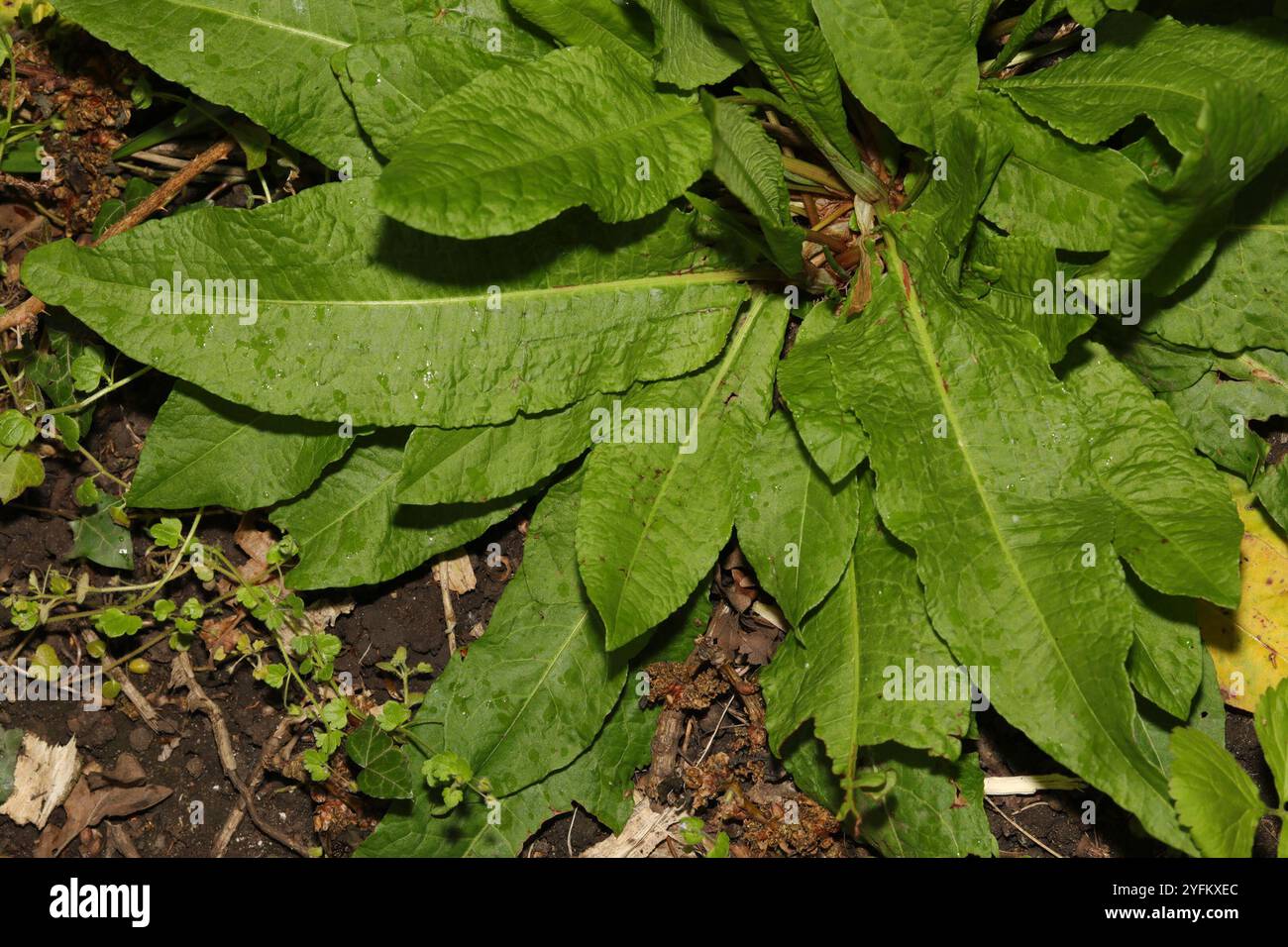 Wood Dock (Rumex sanguineus Stock Photo - Alamy