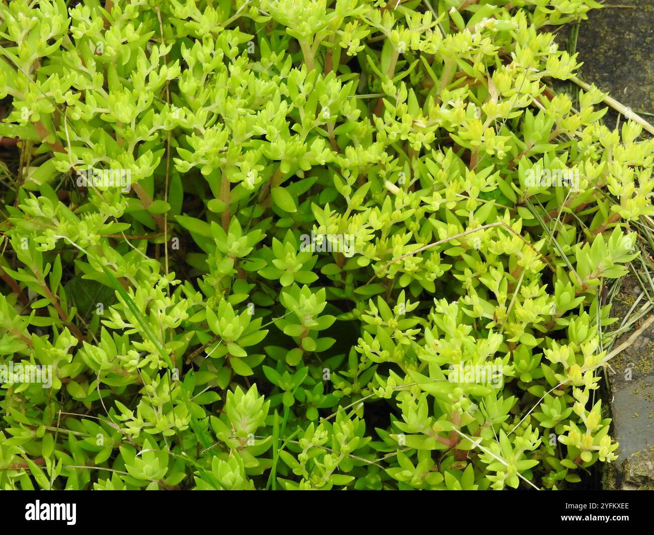 Stringy Stonecrop (Sedum sarmentosum Stock Photo - Alamy