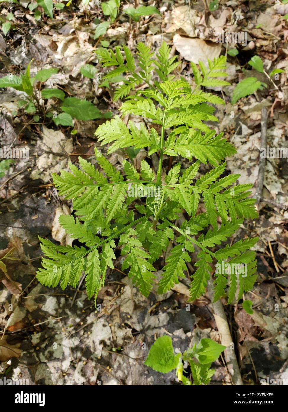 rattlesnake fern (Botrypus virginianus Stock Photo - Alamy