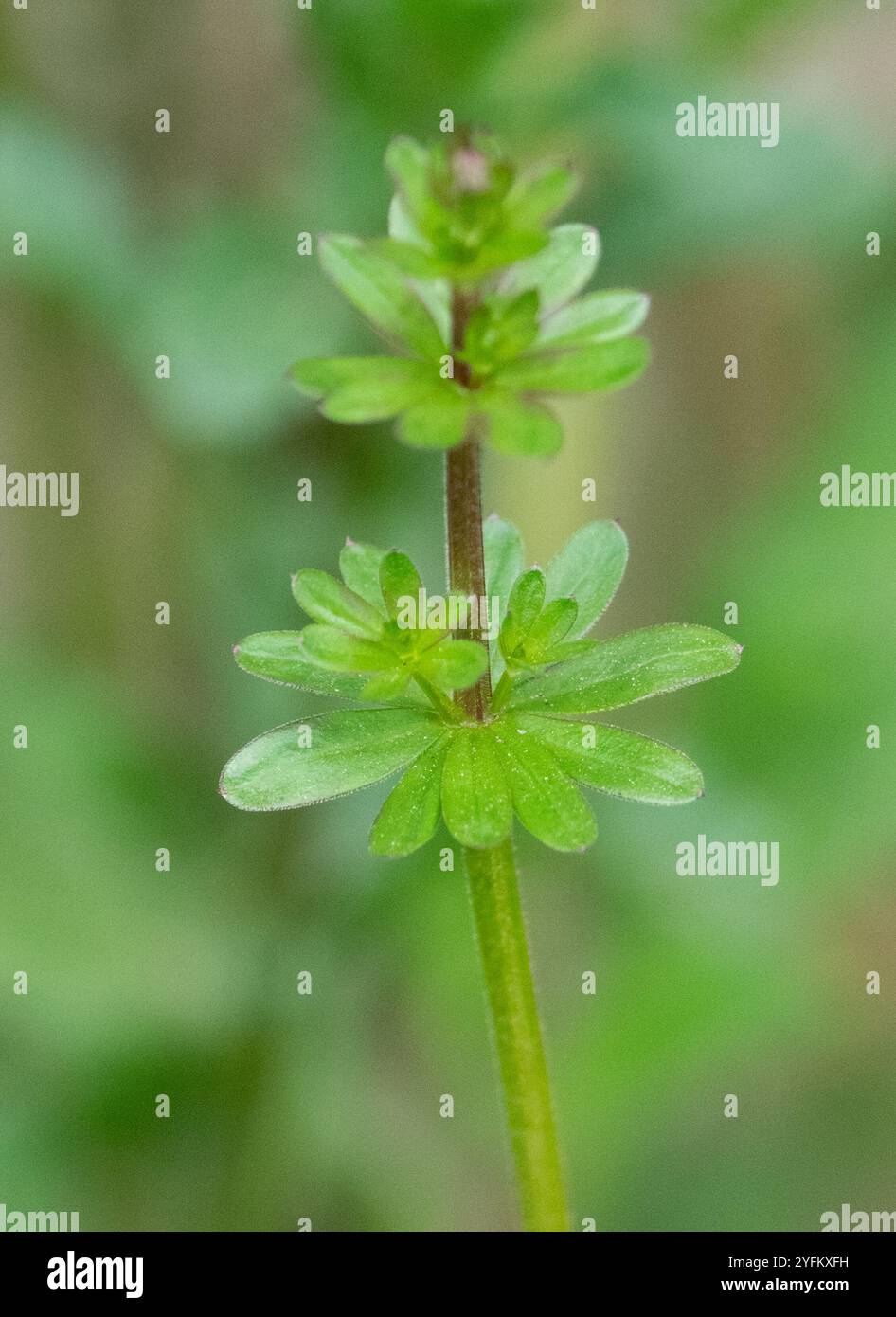 white bedstraw (Galium album Stock Photo - Alamy