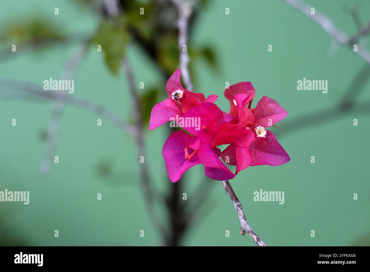 Beautiful shot bougainvillea spectabilis hi-res stock photography and ...