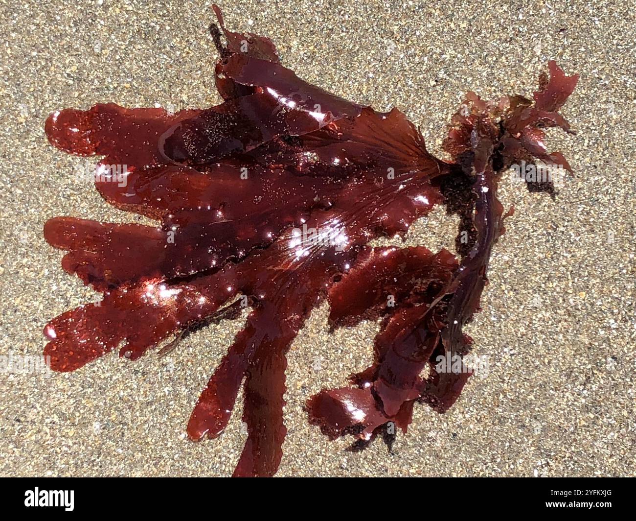 Grape Tongue (Cryptopleura ruprechtiana Stock Photo - Alamy