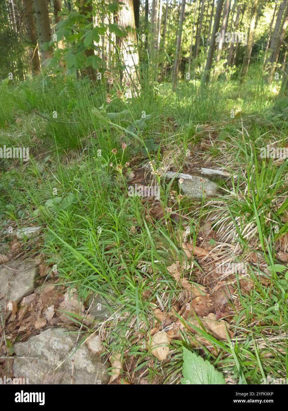 Luzula multiflora hi-res stock photography and images - Alamy