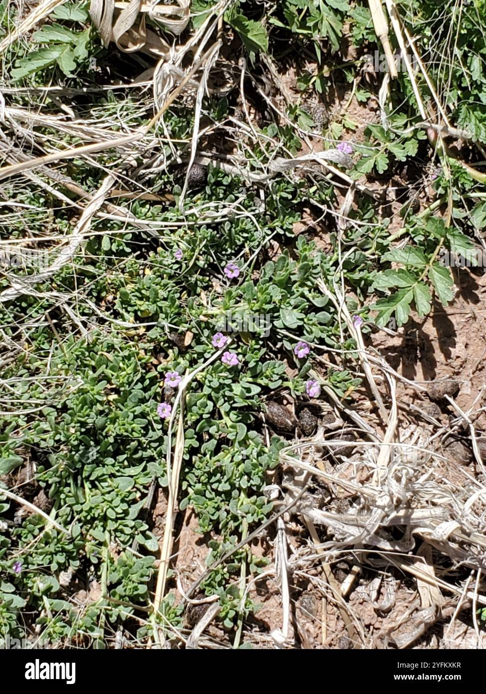 seaside petunia (Calibrachoa parviflora Stock Photo - Alamy