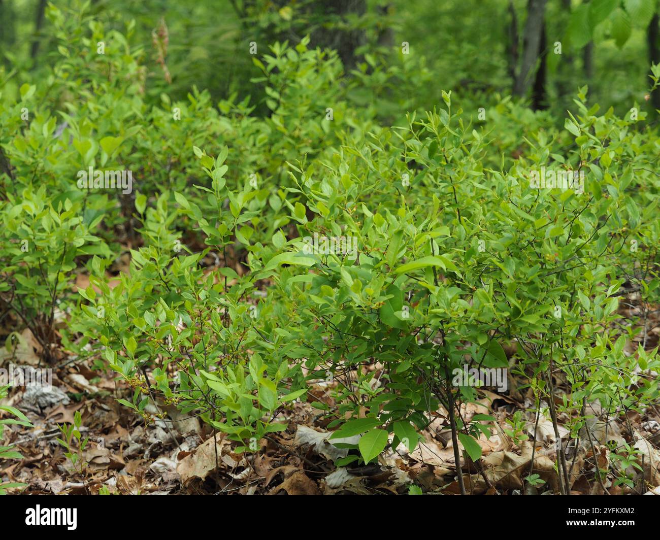 black huckleberry (Gaylussacia baccata Stock Photo - Alamy