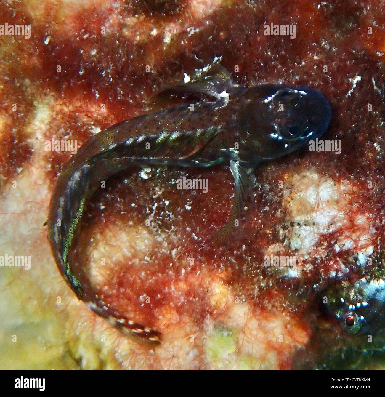 Pearl Blenny (Entomacrodus nigricans Stock Photo - Alamy