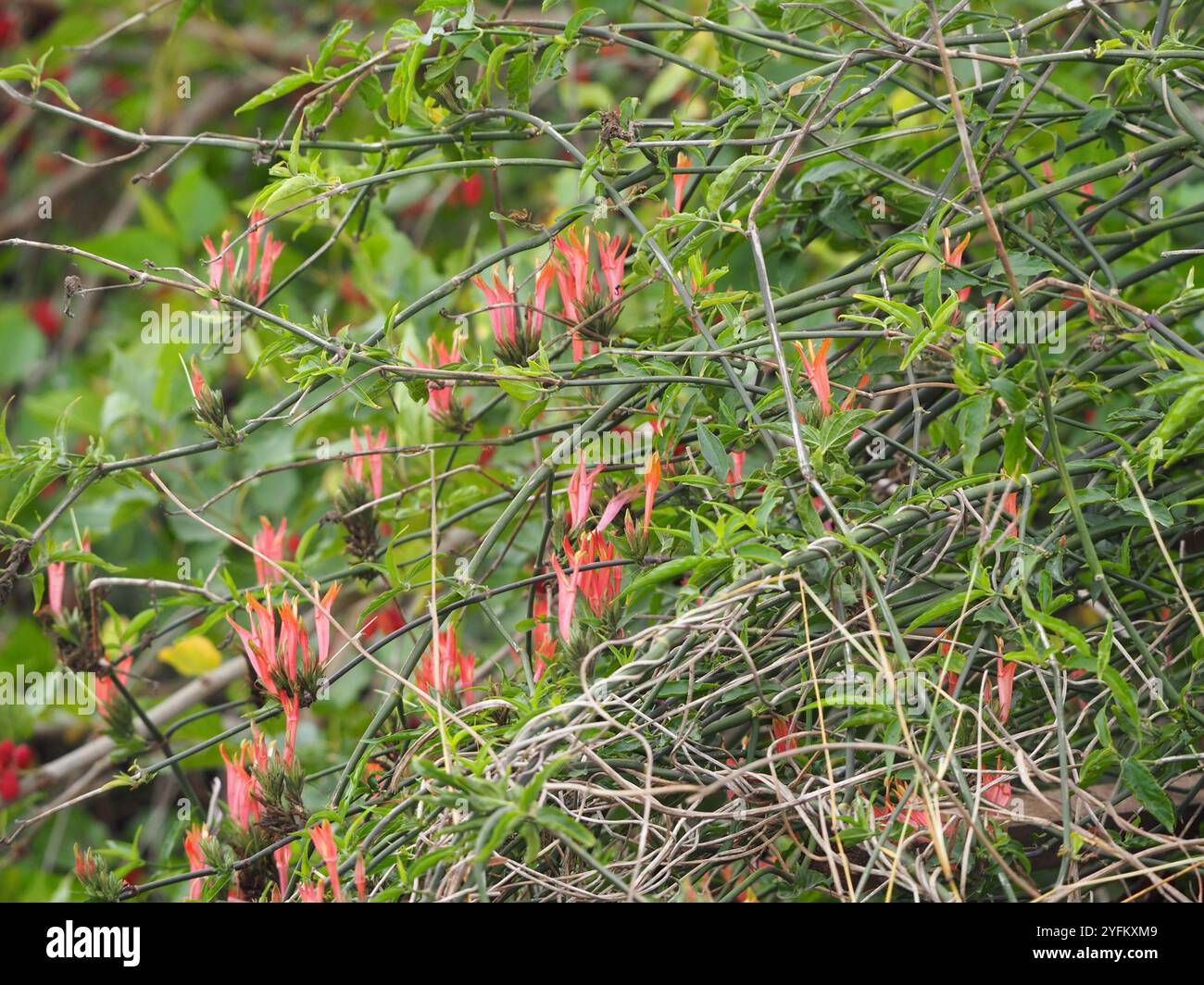 Sabah Snake Grass (Clinacanthus nutans Stock Photo - Alamy
