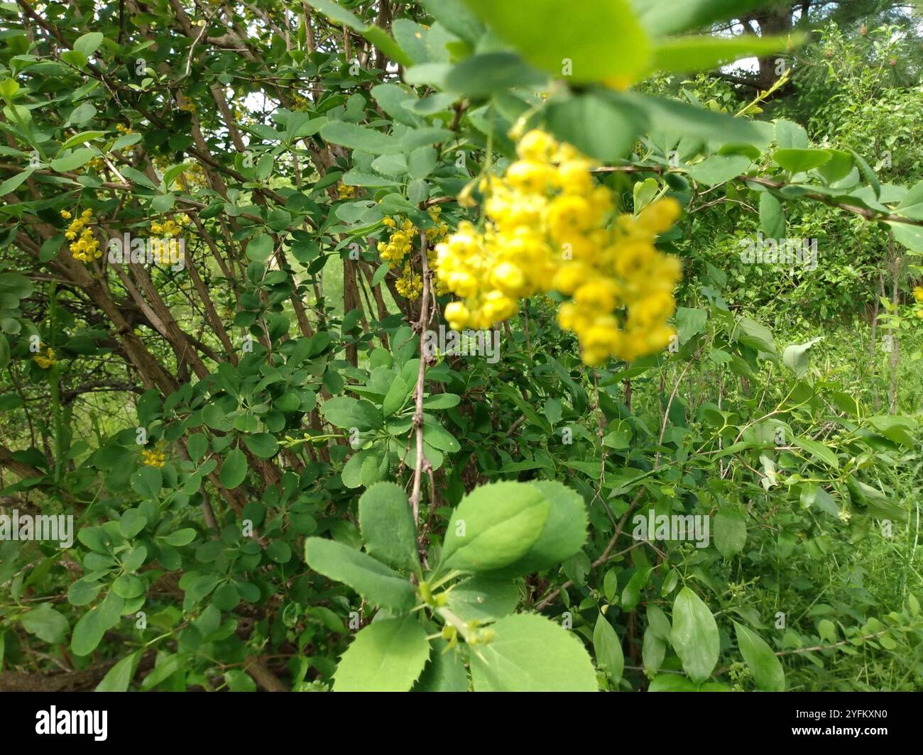 European barberry (Berberis vulgaris Stock Photo - Alamy