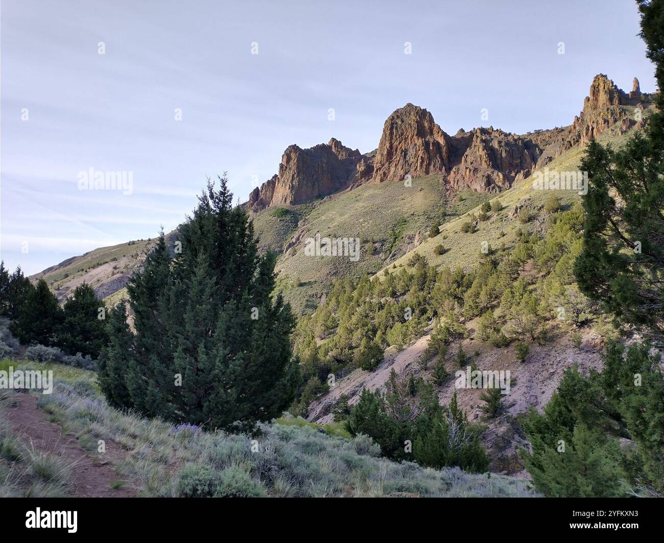 western juniper (Juniperus occidentalis Stock Photo - Alamy