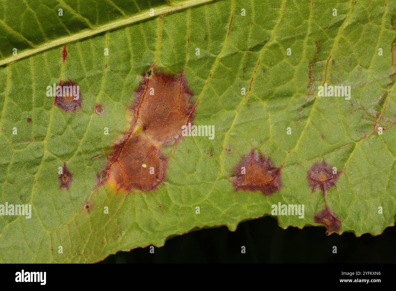 Ramularia hi-res stock photography and images - Alamy