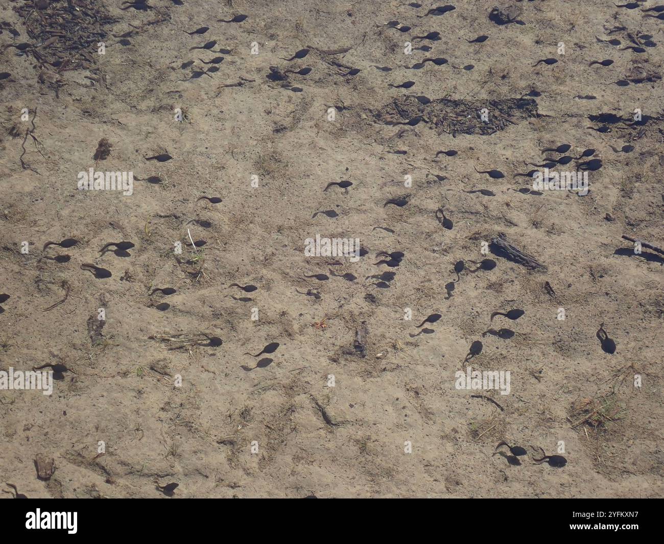 Western Toad (Anaxyrus boreas Stock Photo - Alamy