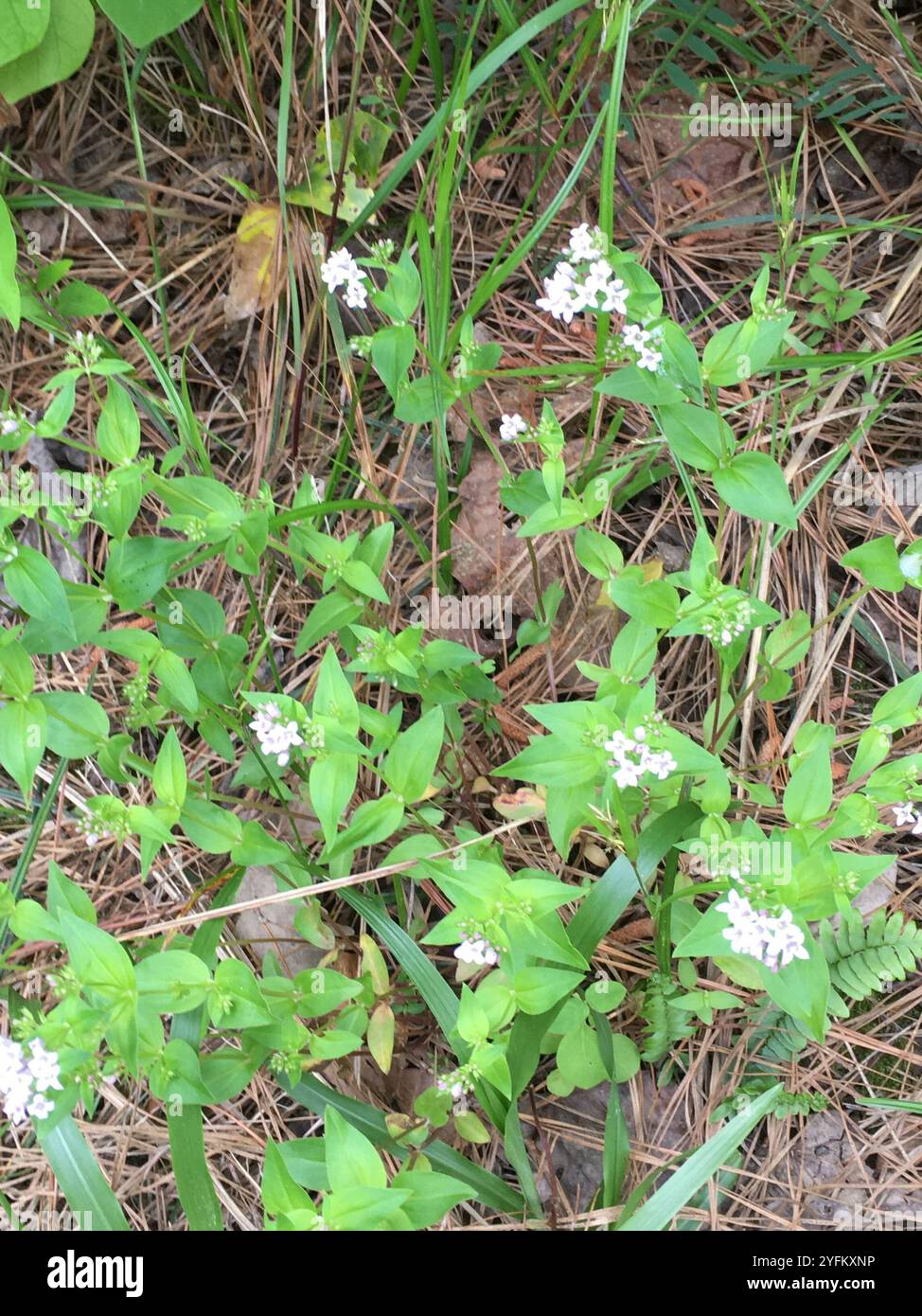 summer bluet (Houstonia purpurea Stock Photo - Alamy