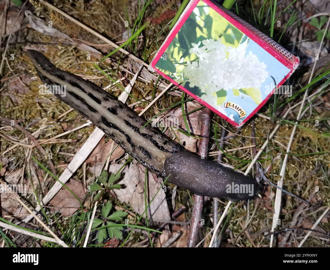Ash-black Slug (Limax cinereoniger Stock Photo - Alamy