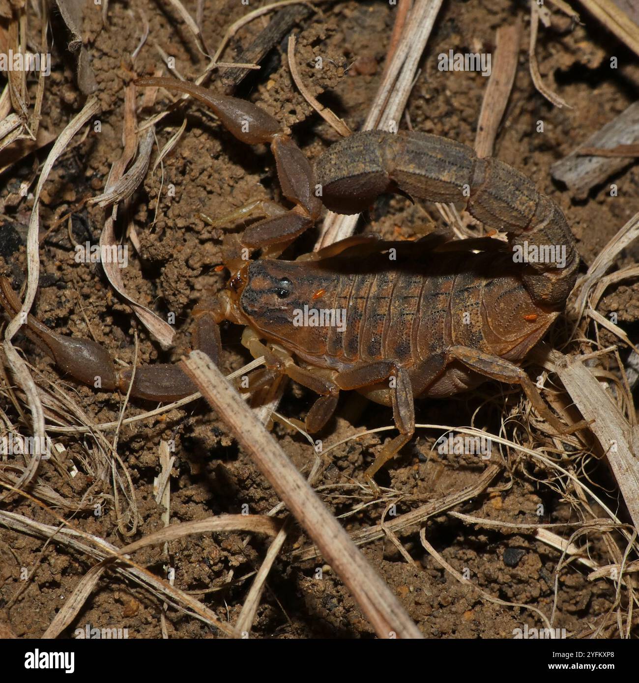 Eastern Nomad Scorpion (Hottentotta trilineatus Stock Photo - Alamy