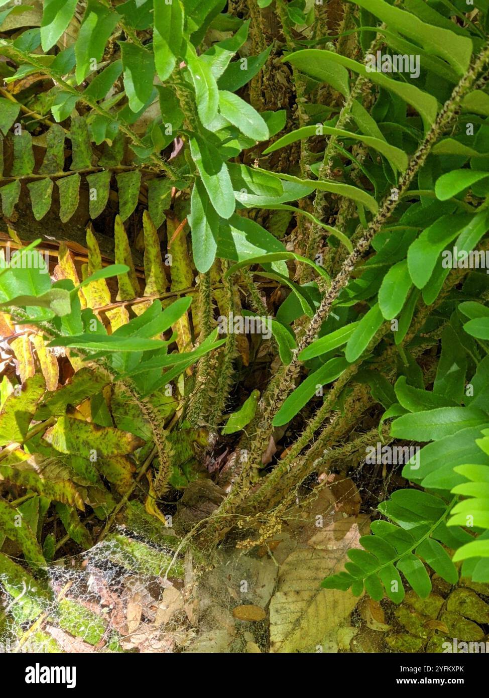 Christmas fern (Polystichum acrostichoides Stock Photo - Alamy