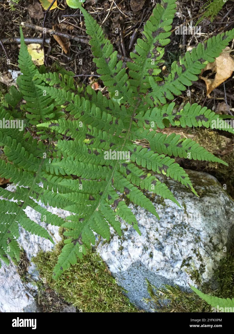long beech fern (Phegopteris connectilis Stock Photo - Alamy