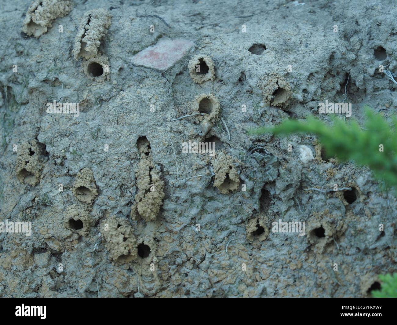 Abrupt digger hi-res stock photography and images - Alamy