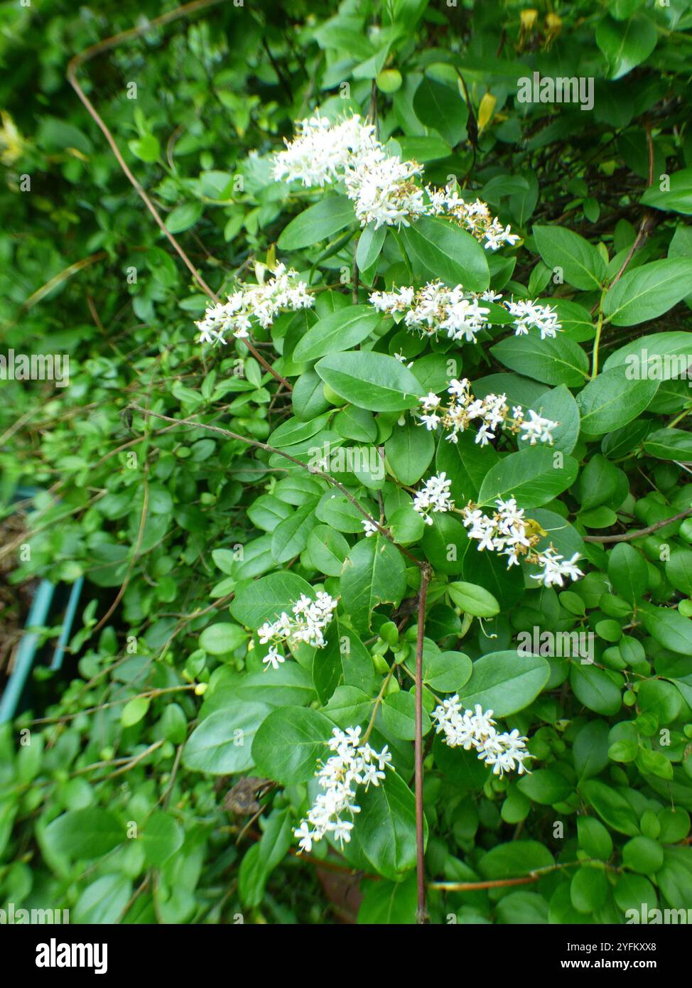 Chinese privet (Ligustrum sinense Stock Photo - Alamy