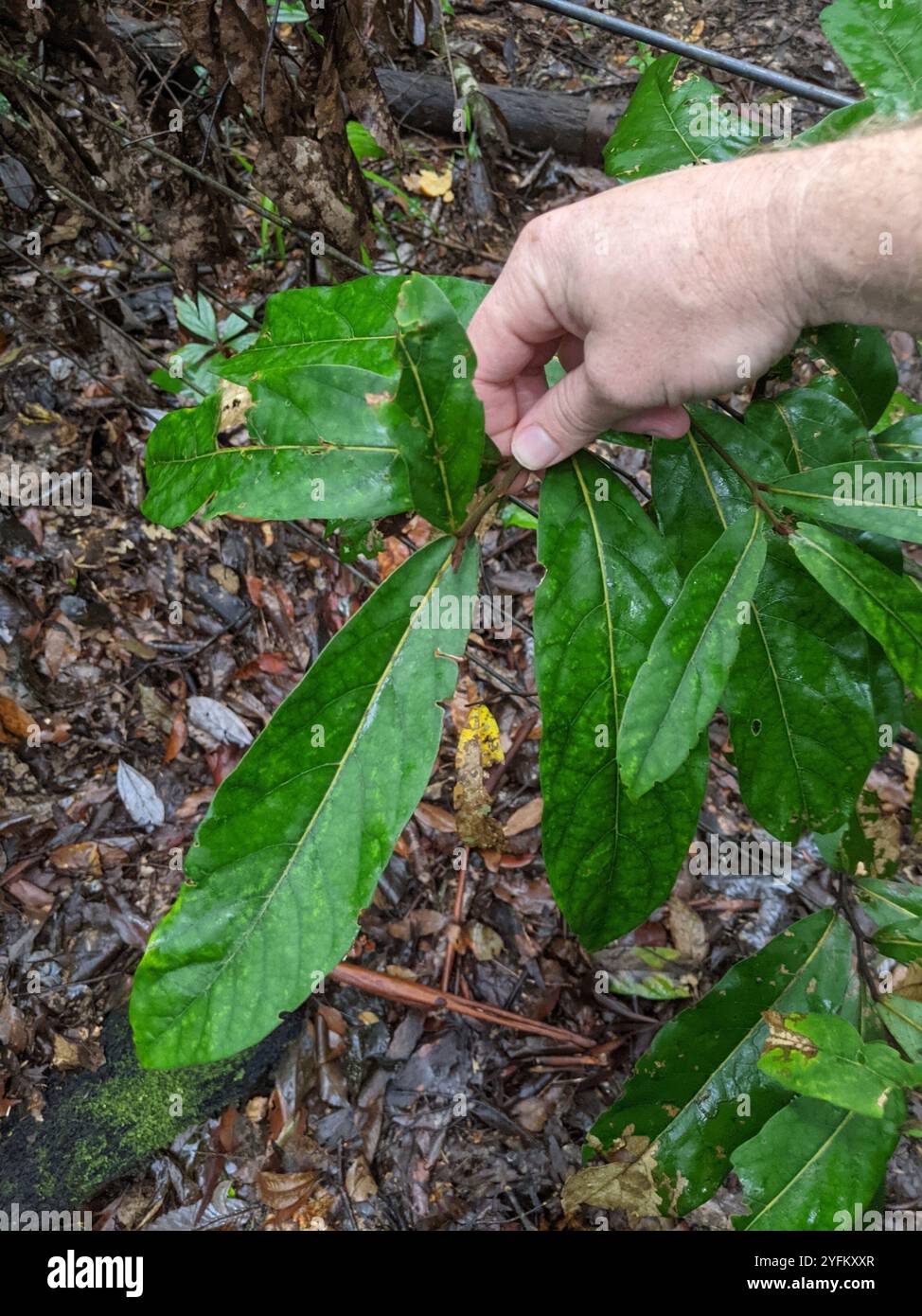 White Walnut (Cryptocarya obovata Stock Photo - Alamy