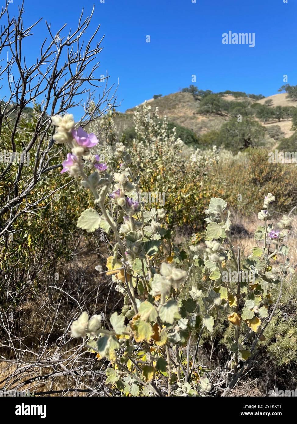 long-haired unfurled bushmallow (Malacothamnus fremontii fremontii ...
