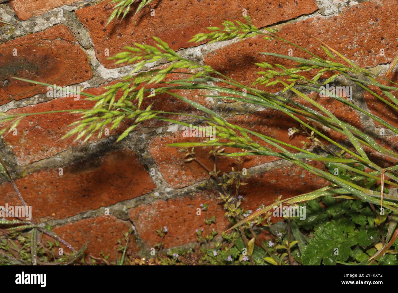 common soft brome (Bromus hordeaceus Stock Photo - Alamy