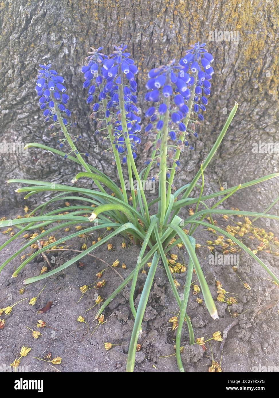 Grape hyacinths (Muscari Stock Photo - Alamy