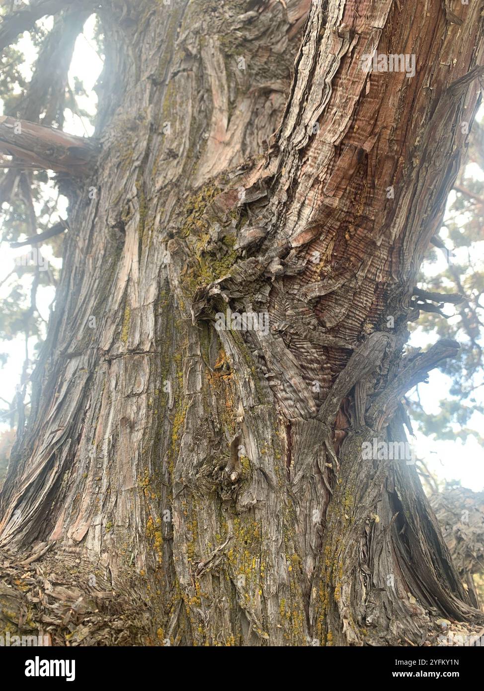 western juniper (Juniperus occidentalis Stock Photo - Alamy