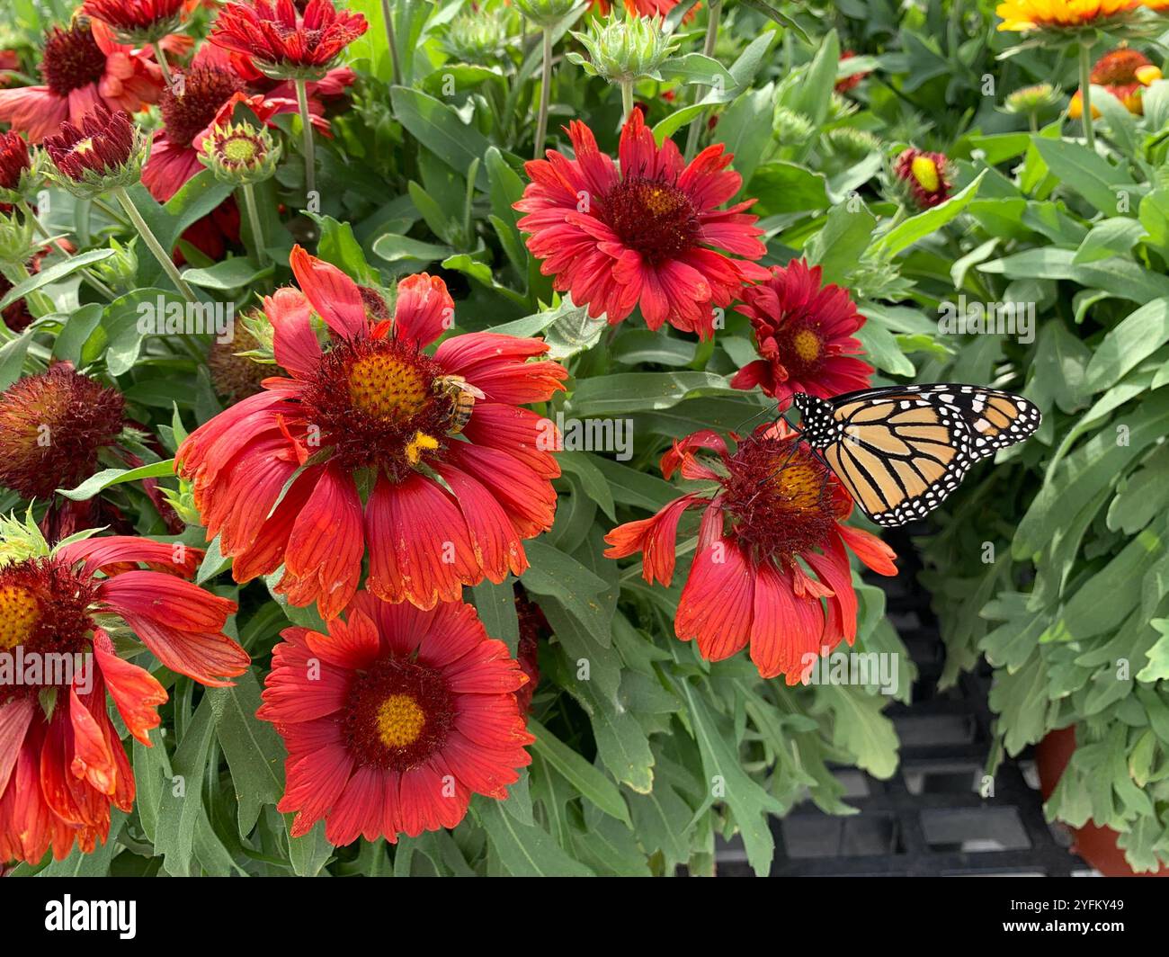 Monarch (Danaus plexippus Stock Photo - Alamy