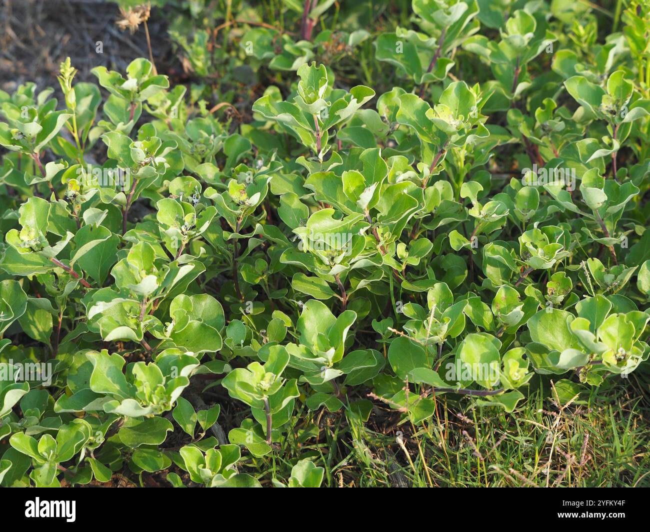 Beach Vitex (Vitex rotundifolia Stock Photo - Alamy