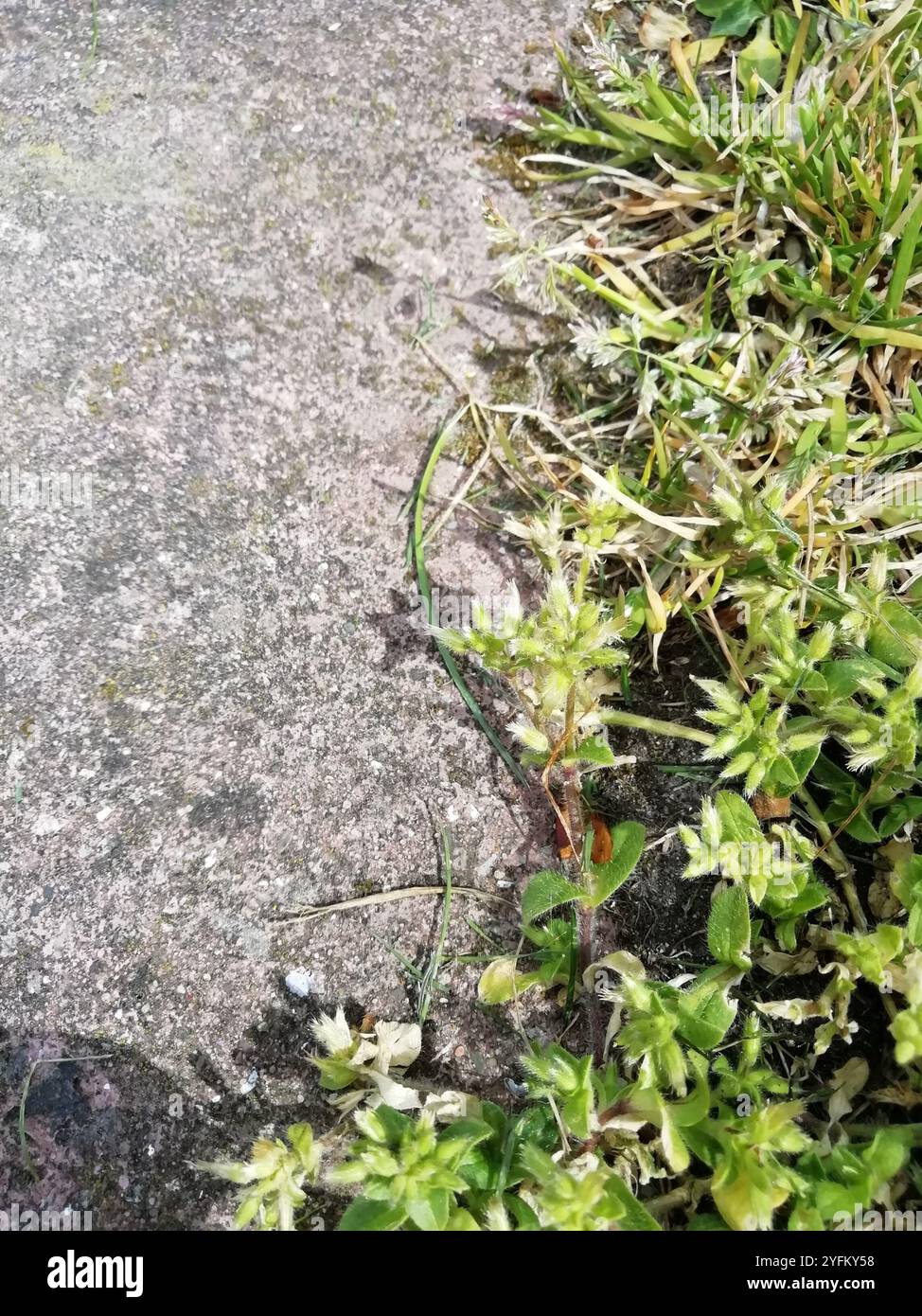 Sticky mouse-ear chickweed (Cerastium glomeratum Stock Photo - Alamy