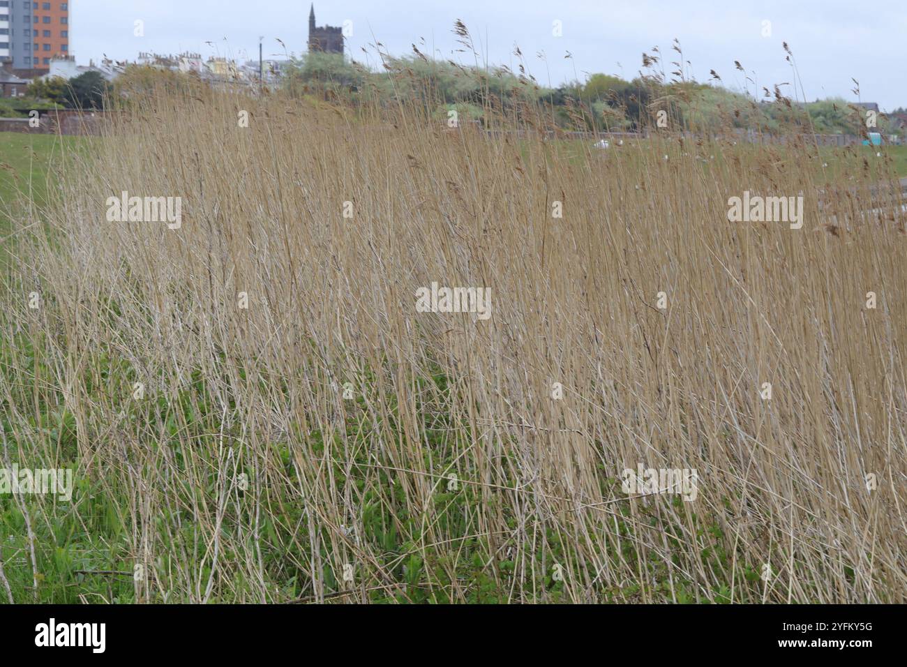 European reed (Phragmites australis australis Stock Photo - Alamy