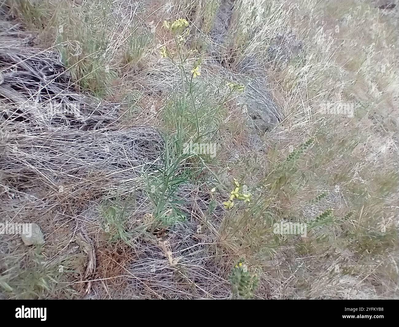 Tall Tumblemustard (Sisymbrium altissimum Stock Photo - Alamy