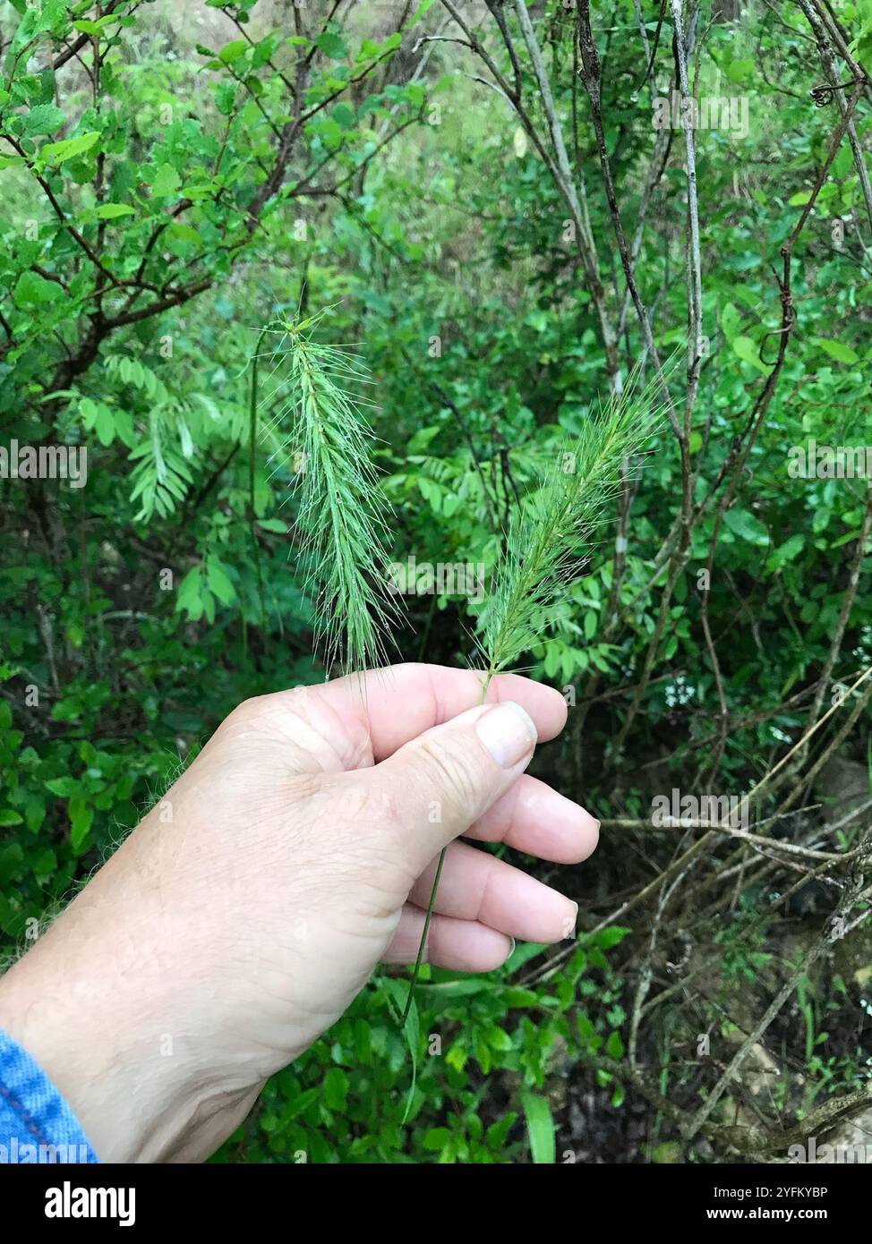 Canada wild rye (Elymus canadensis Stock Photo - Alamy
