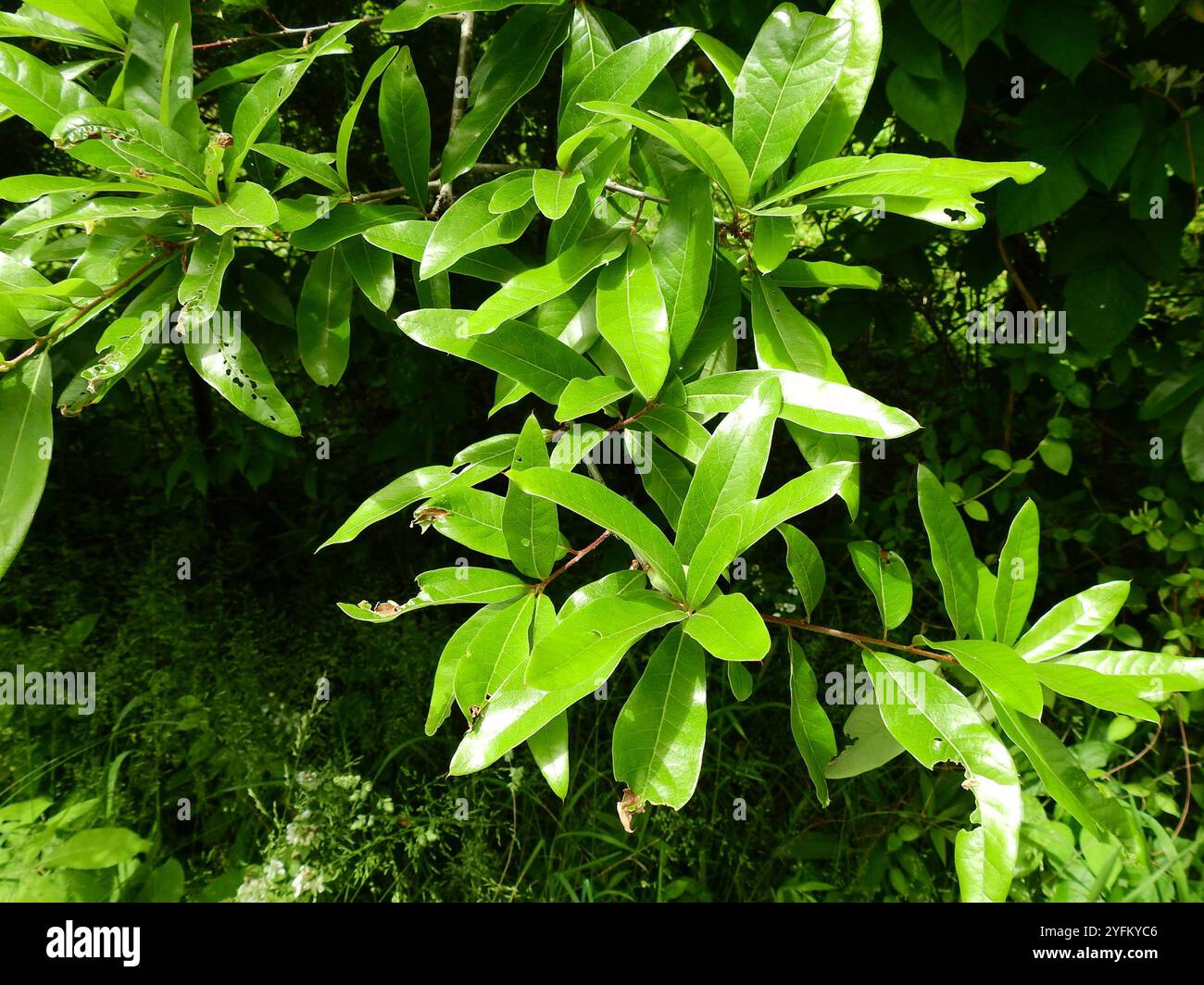 shingle oak (Quercus imbricaria Stock Photo - Alamy