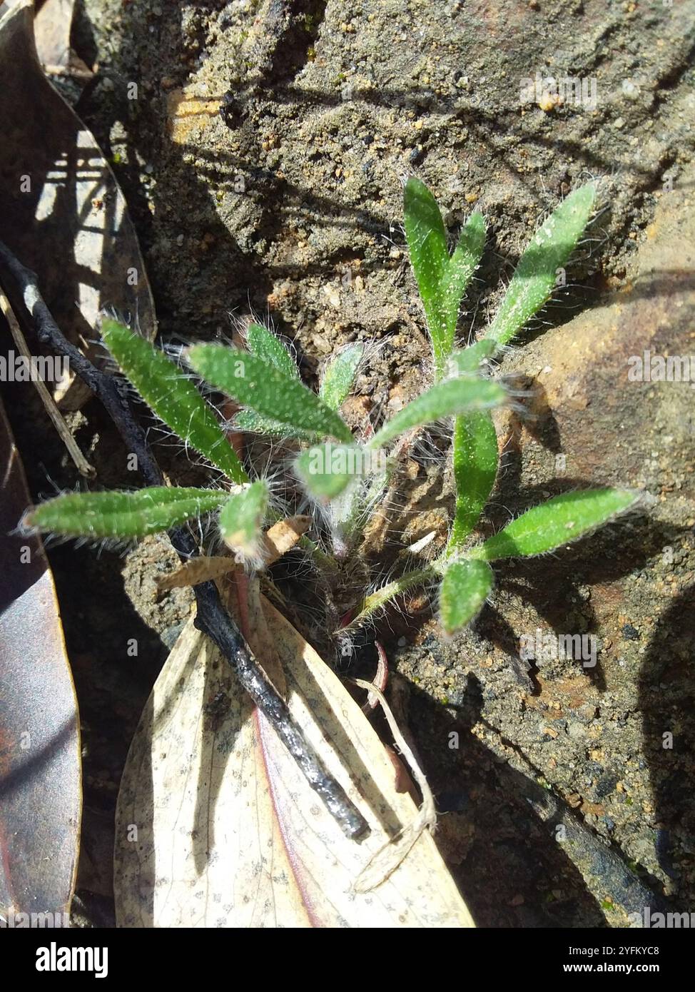 Xanthosia hi-res stock photography and images - Alamy