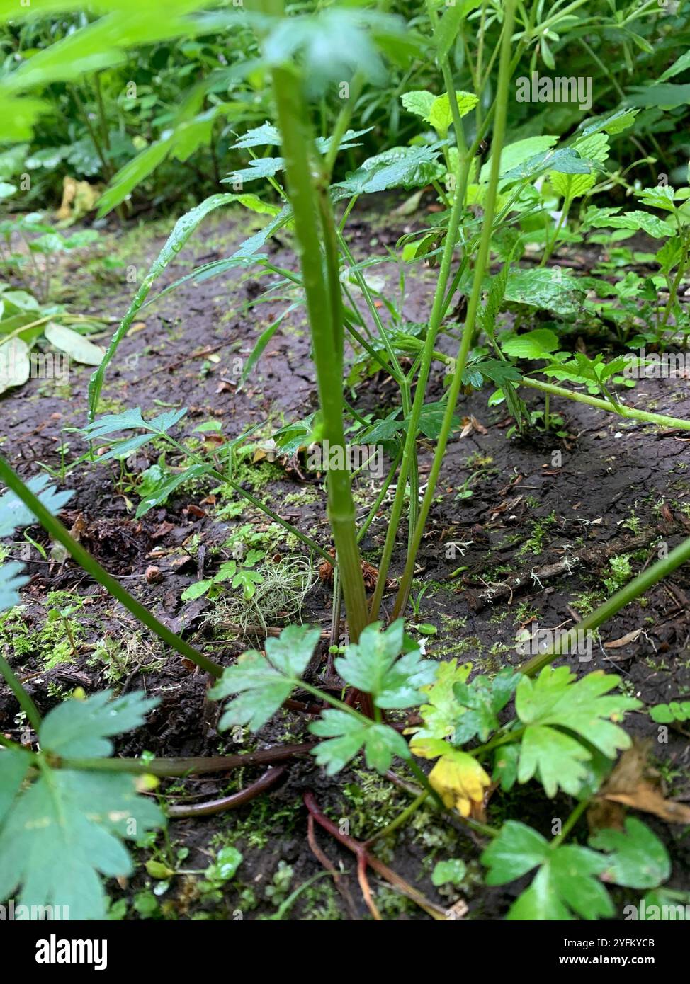 water parsley (Oenanthe sarmentosa Stock Photo - Alamy