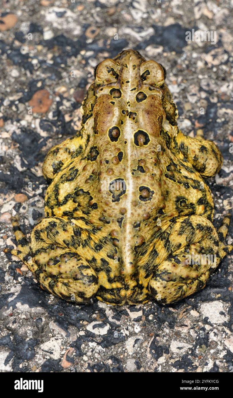 American Toad (Anaxyrus americanus Stock Photo - Alamy